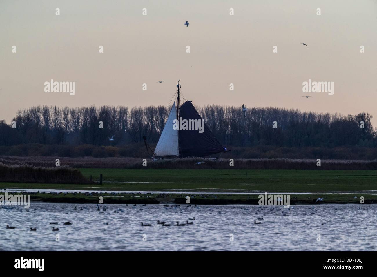 Traditional Dutch sailing barge. Extensive wetlands and reedbeds at ...