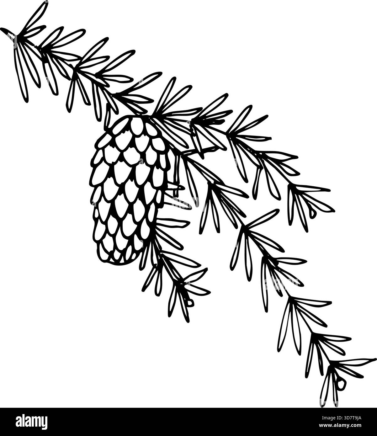 Retro vintage pine cone Black and White Stock Photos & Images - Alamy