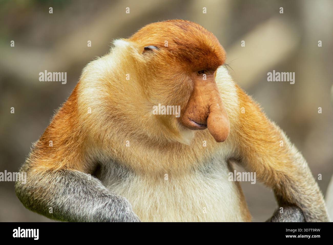 Adult male proboscis monkey, close up shot, side view, Borneo Stock ...