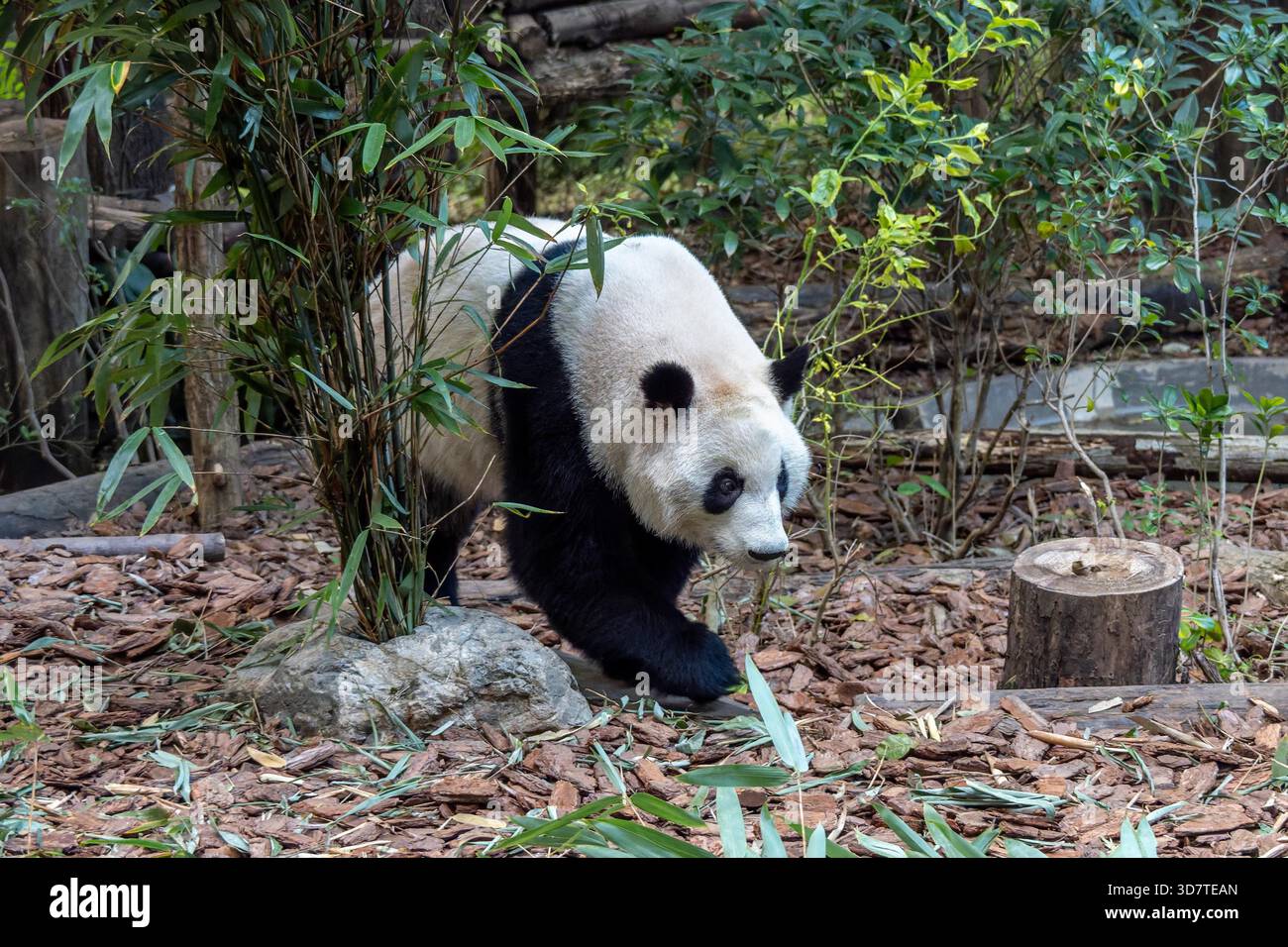 Giant pandas He Hua and He Ye play in Chengdu City, southwest China's ...