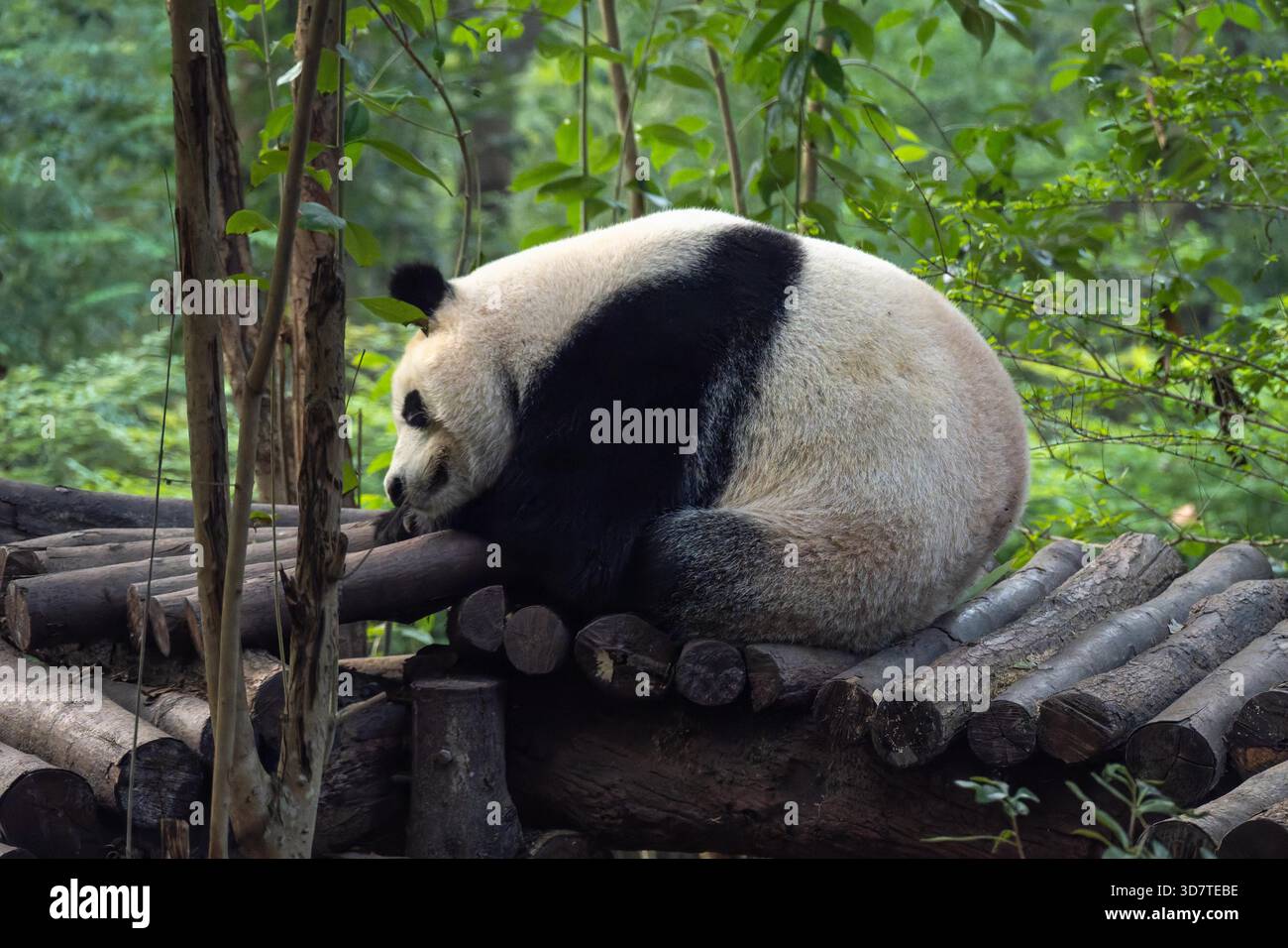 Giant pandas He Hua and He Ye play in Chengdu City, southwest China's ...