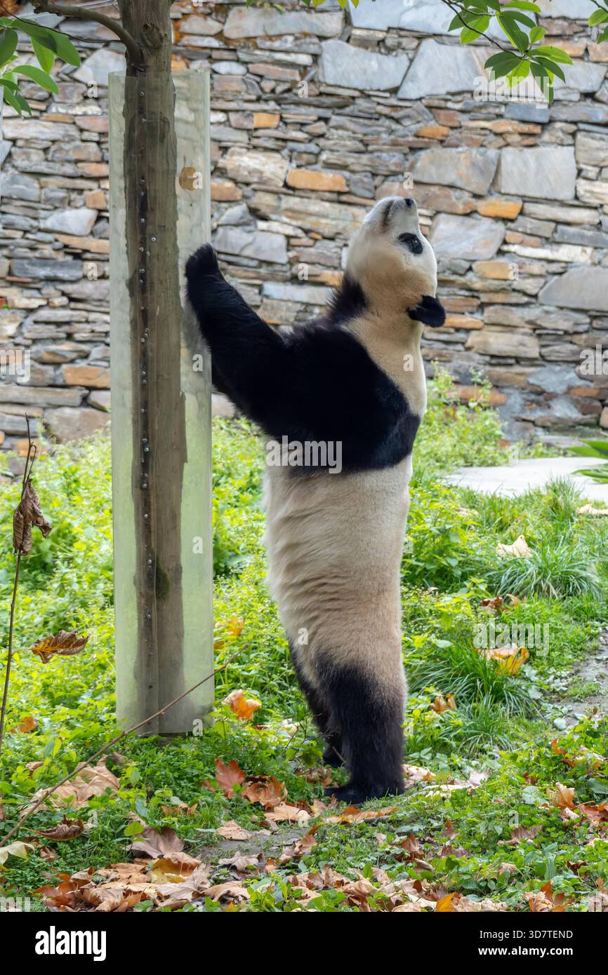Giant panda Fu Bao plays at Shenshuping base in Aba Prefecture ...