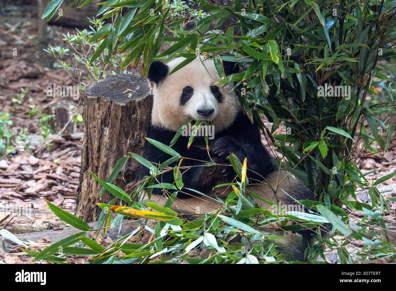 Giant pandas He Hua and He Ye play in Chengdu City, southwest China's ...