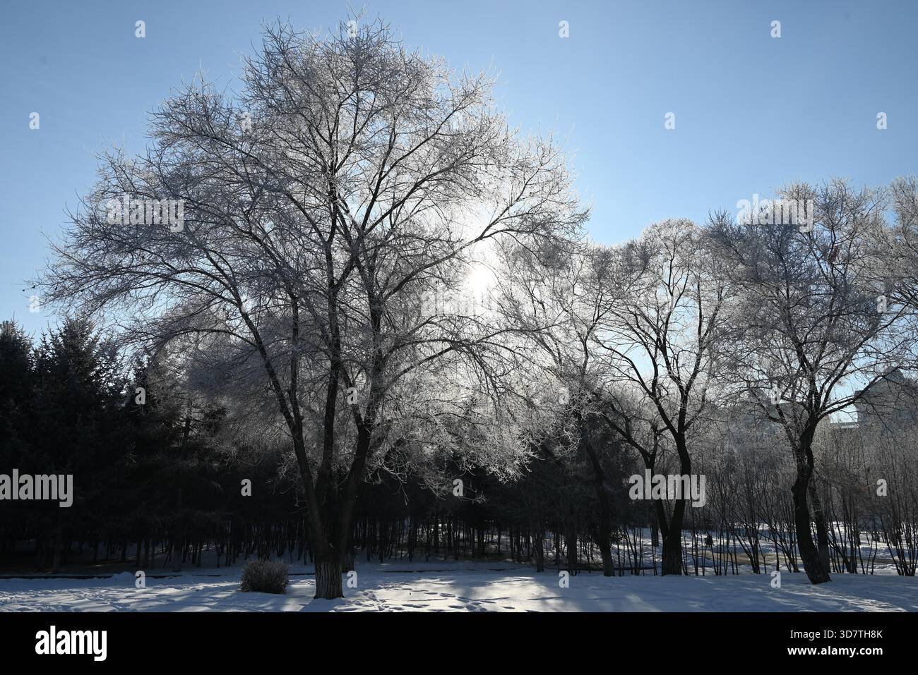 Rime scenery in Heihe City, northeast China's Heilongjiang Province, 25 ...