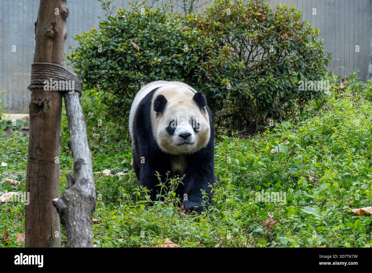 Giant panda Fu Bao plays at Shenshuping base in Aba Prefecture ...