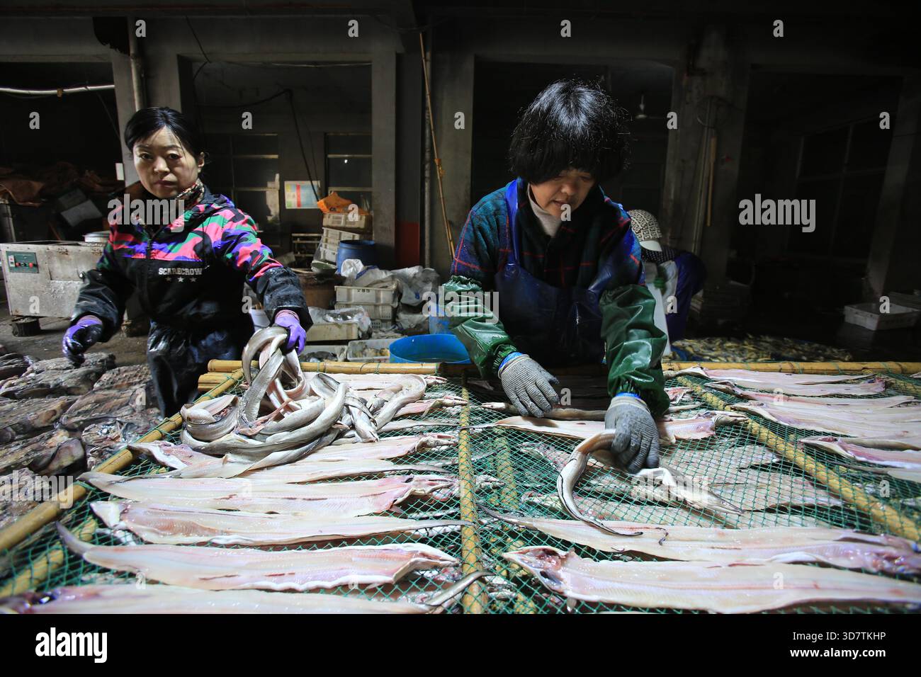Fishermen dry fish in the sun in Rizhao City, east China's Shandong ...