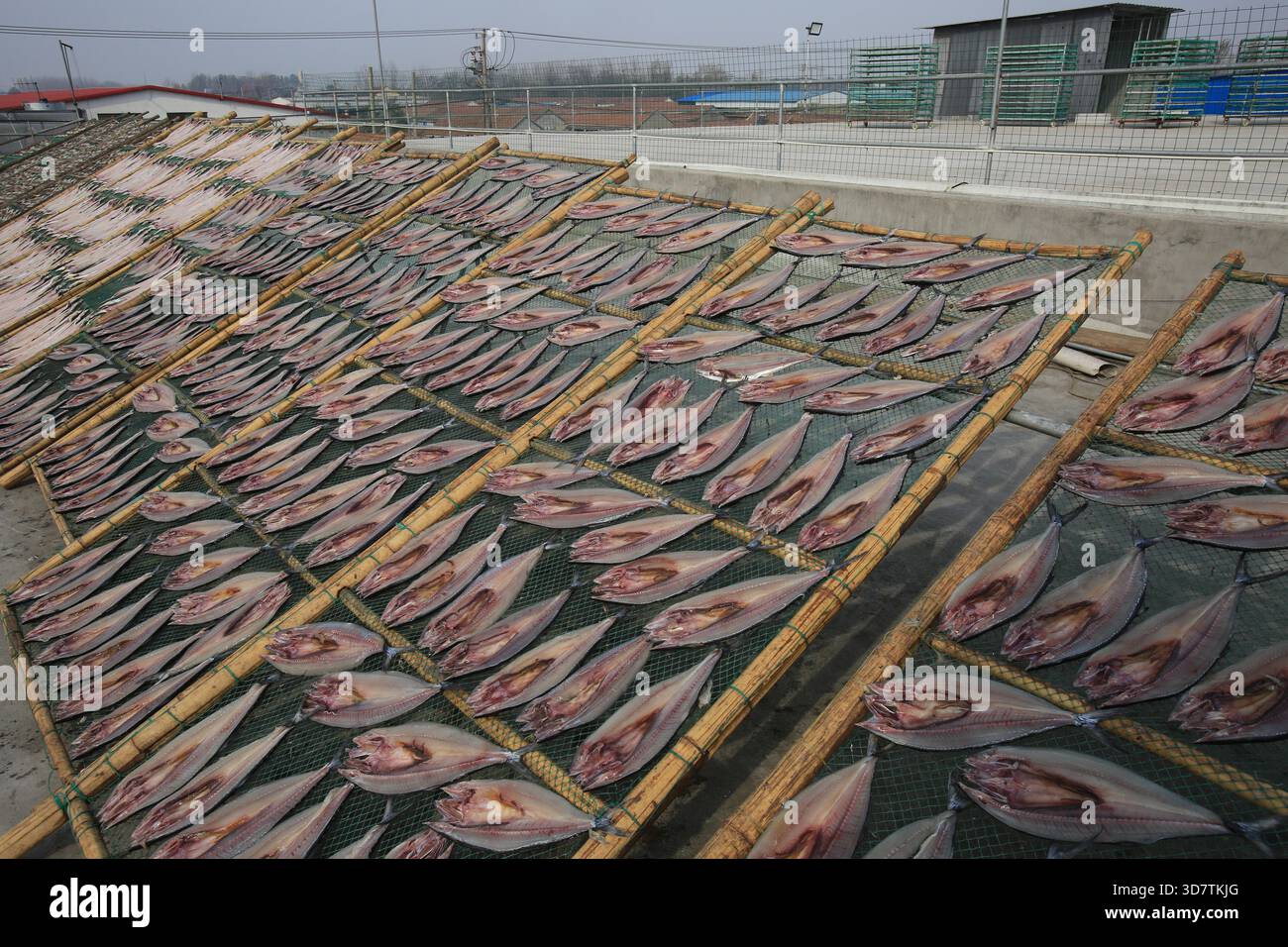 Fishermen dry fish in the sun in Rizhao City, east China's Shandong ...