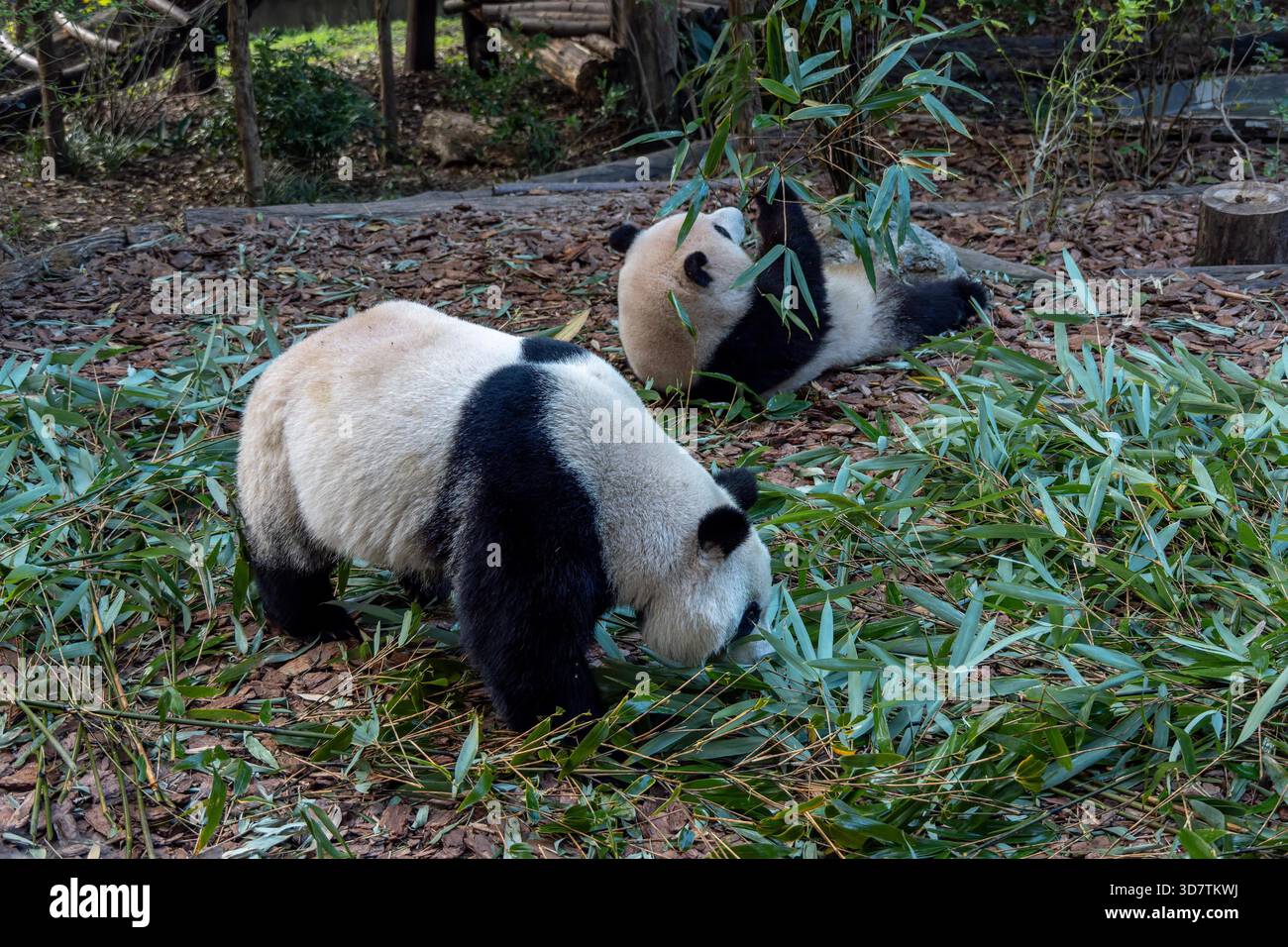 Giant pandas He Hua and He Ye play in Chengdu City, southwest China's ...