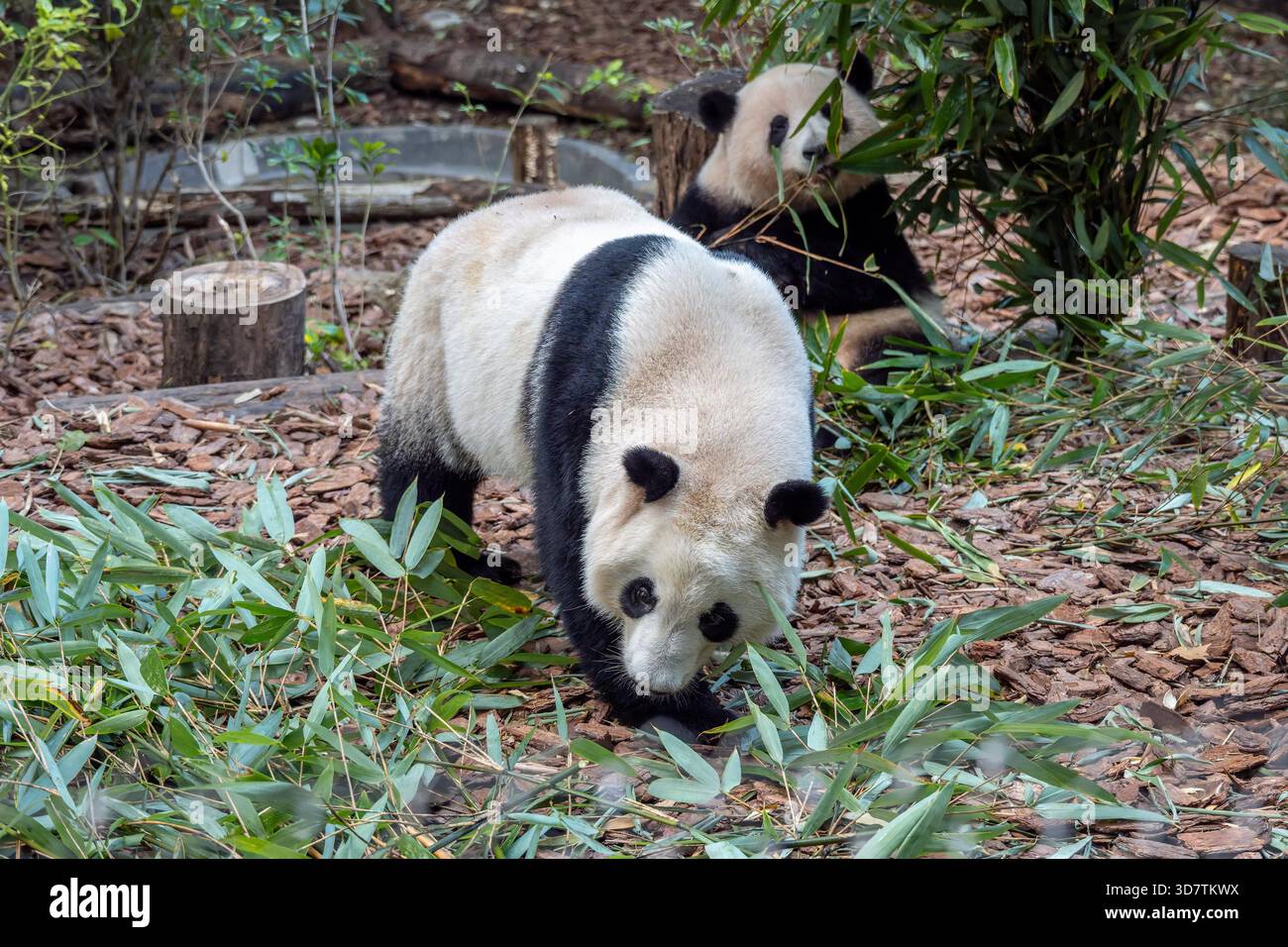 Giant pandas He Hua and He Ye play in Chengdu City, southwest China's ...