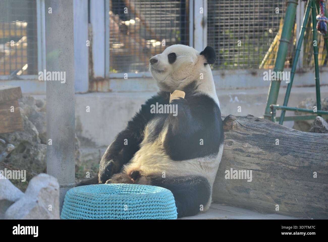 Giant panda Meng Lan plays at Beijing Zoo, Beijing, China, 25 November ...