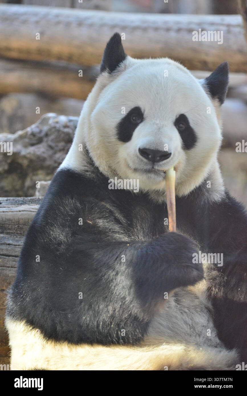 Giant panda Meng Lan plays at Beijing Zoo, Beijing, China, 25 November ...