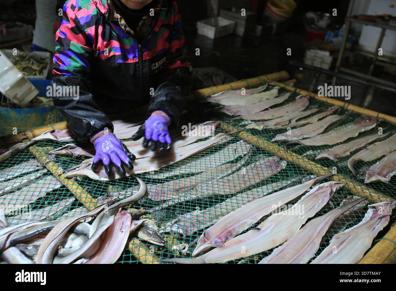 Fishermen dry fish in the sun in Rizhao City, east China's Shandong ...