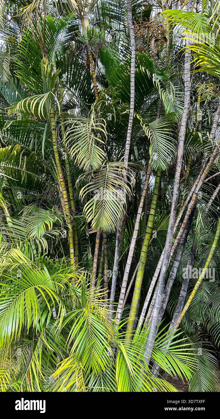 Areca or Bamboo Palm, Dypsis lutescens Stock Photo - Alamy