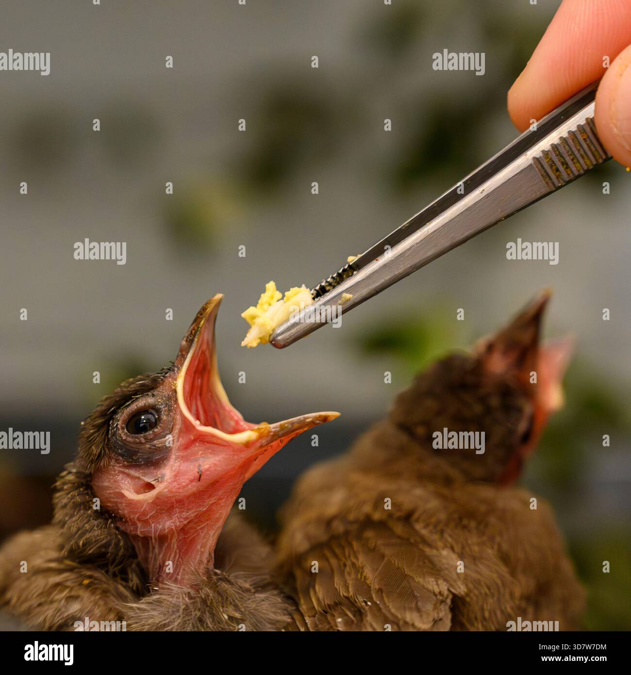 Hungry baby house sparrows being hand-fed with tweezers, mouths wide ...