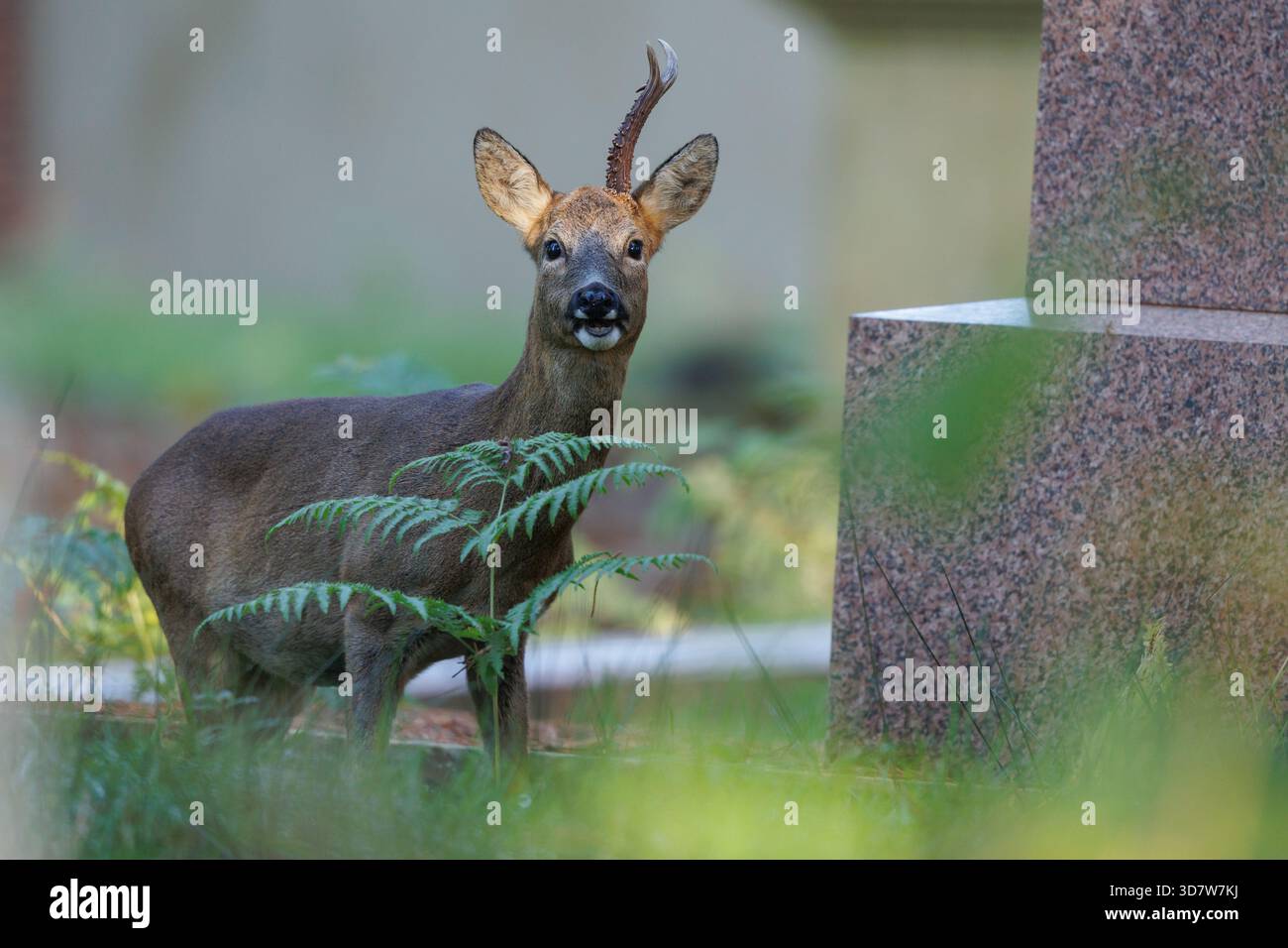 Roe buck with one large antler Stock Photo - Alamy