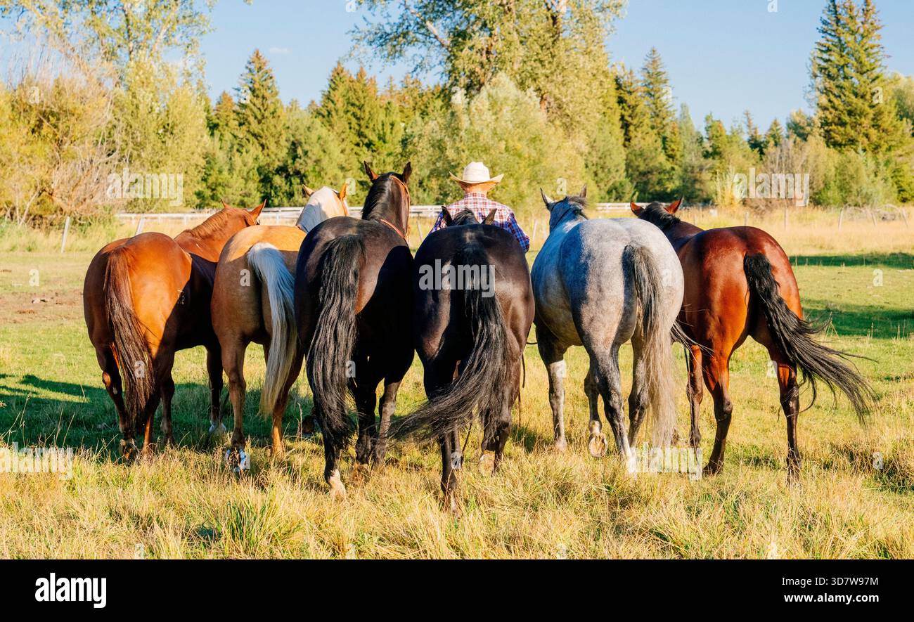 A cowboy in a hat stands facing multiple horses in a grassy field under ...