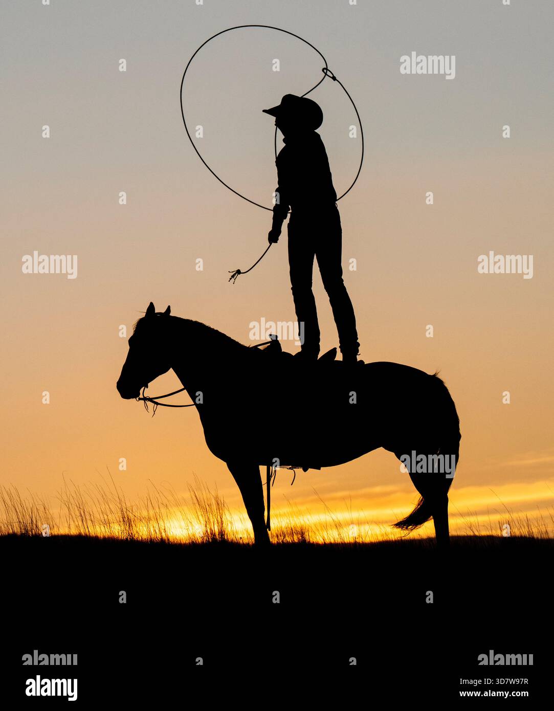 Silhouette of a cowboy standing on a horse while twirling a lasso at ...