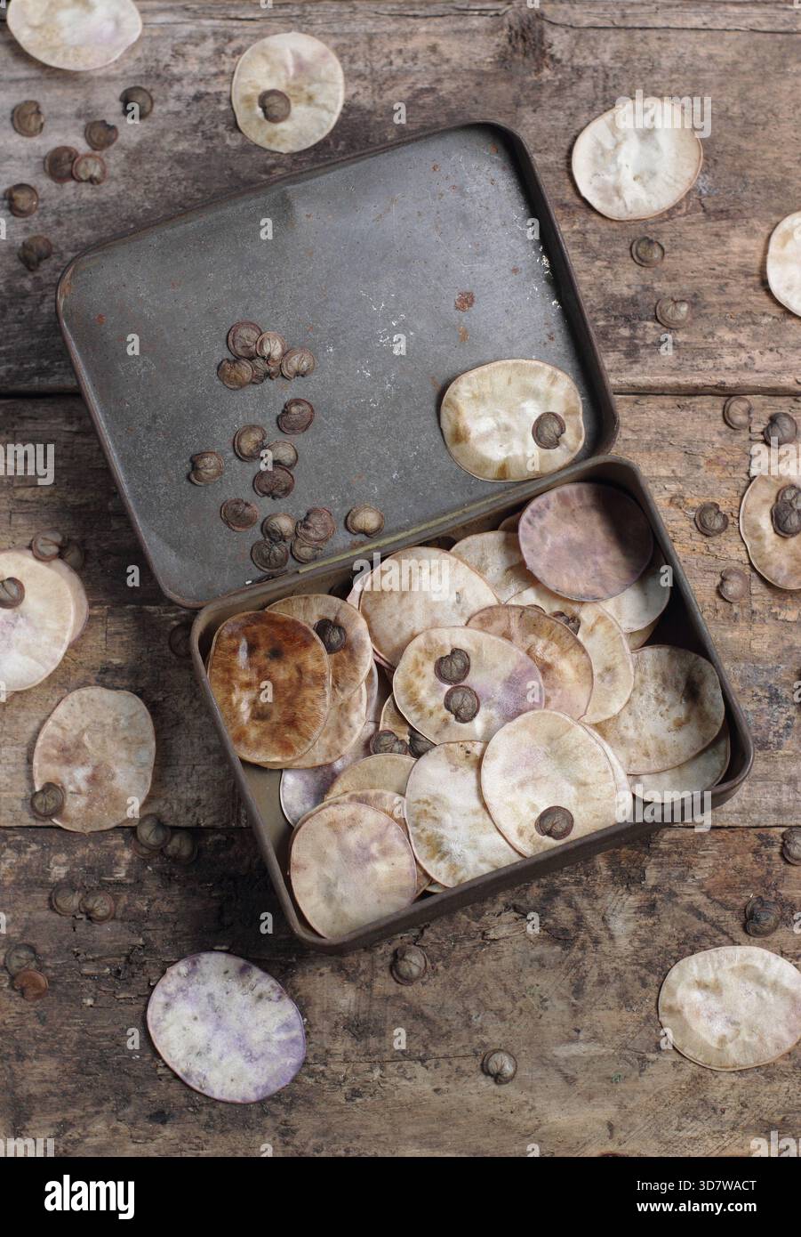 Honesty seedheads. Seeds in a vintage tin. Collecting seed from the ...