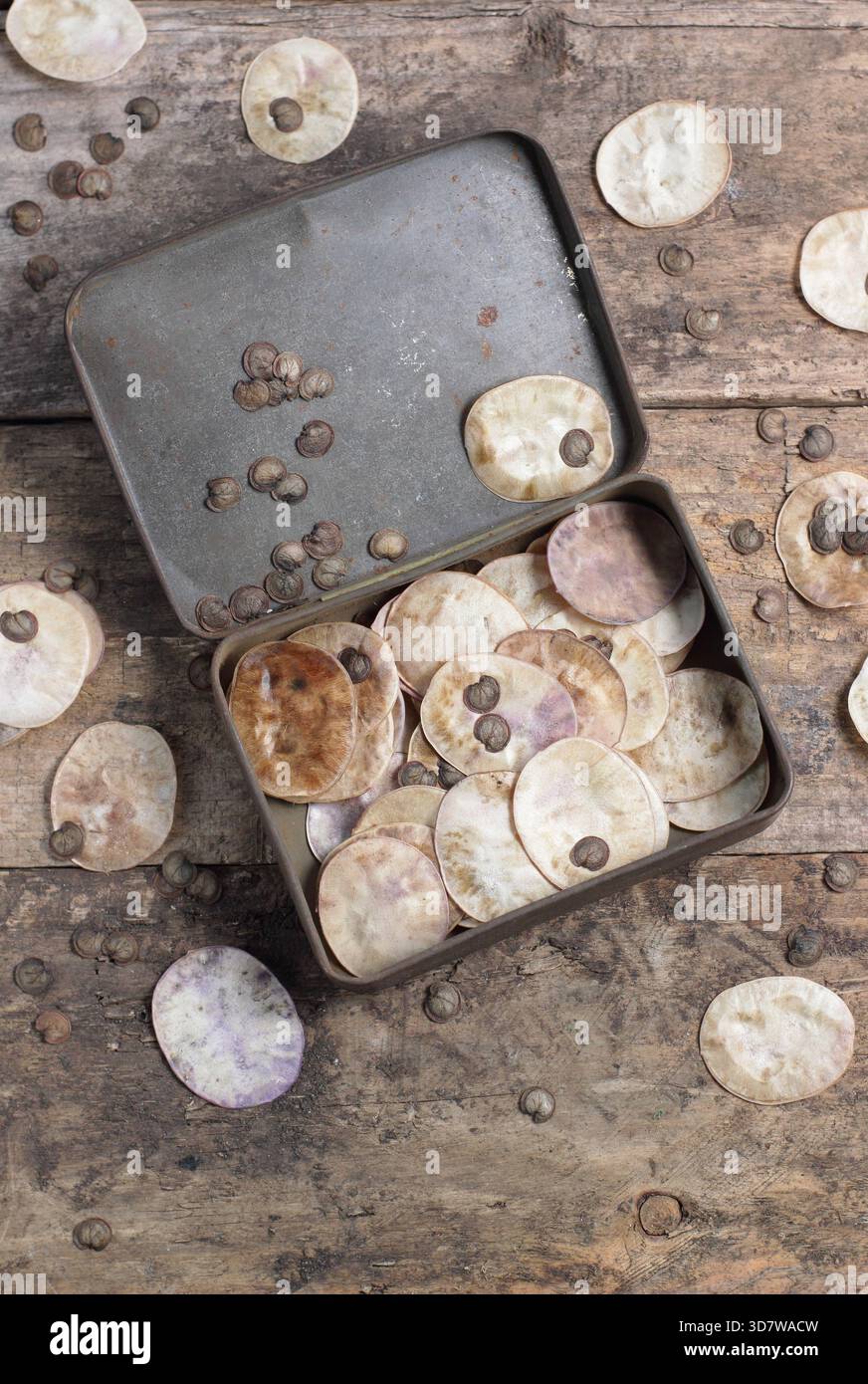 Honesty seeds. Seeds and silvery disc shaped seed pods from Honesty ...