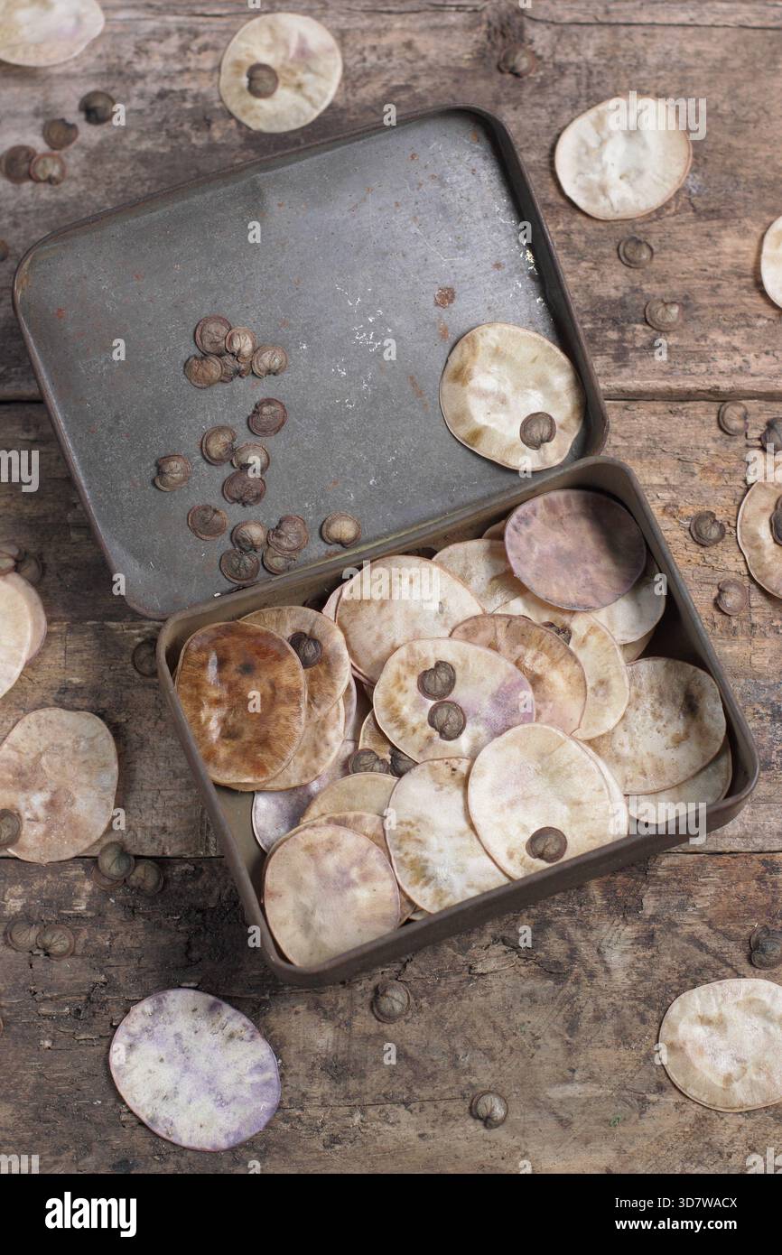 Honesty seeds. Seeds and silvery disc shaped seed pods from Honesty ...