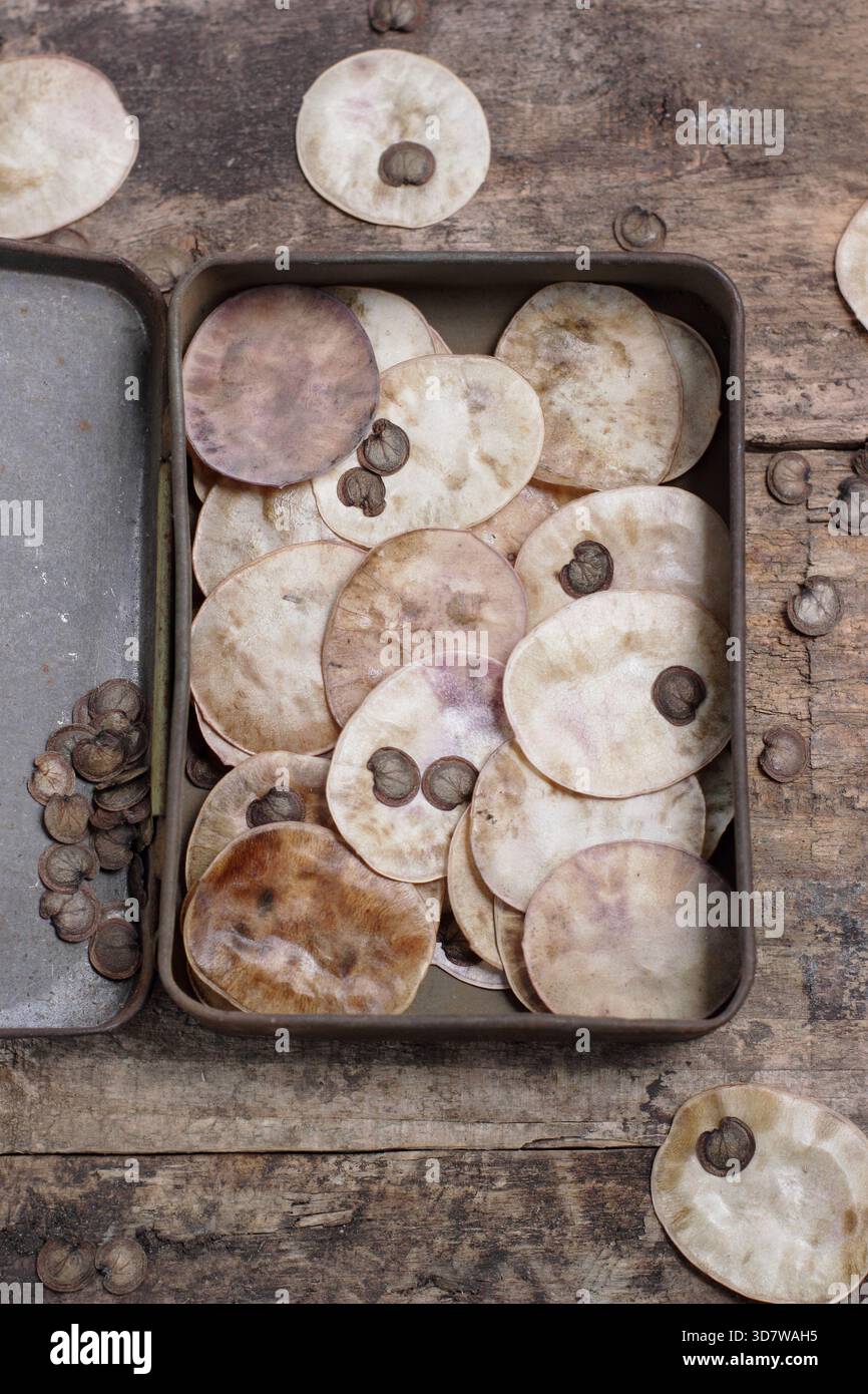 Seeds. Seeds and silvery disc shaped seed pods from Honesty flowers ...