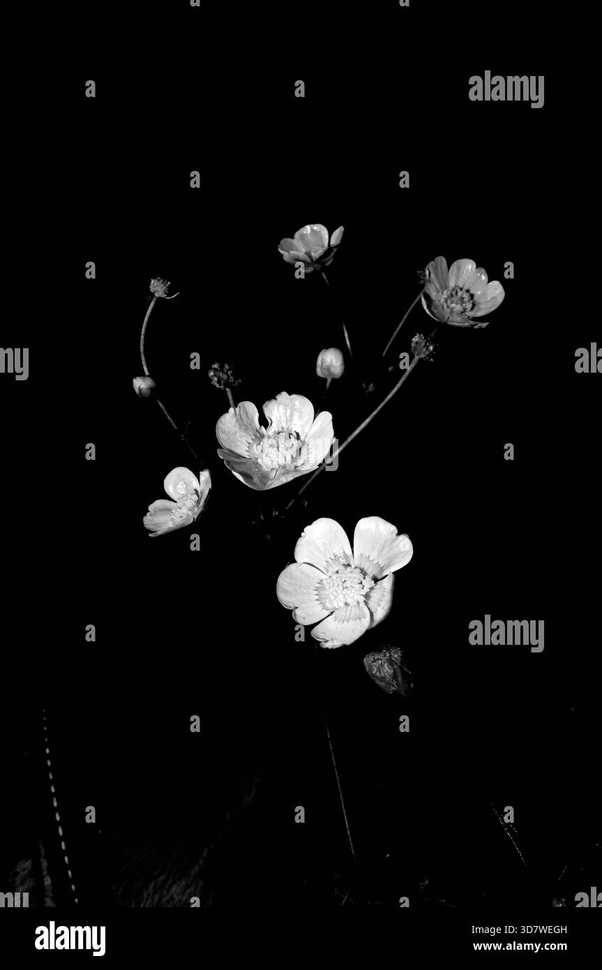 Harmonious composition Black and White Stock Photos & Images - Alamy