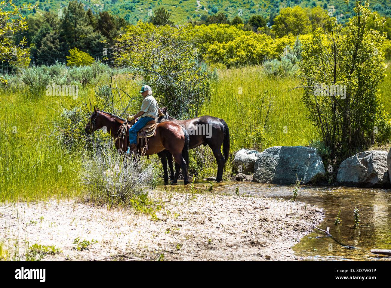 Cowboy horses crossing stream hi-res stock photography and images - Alamy