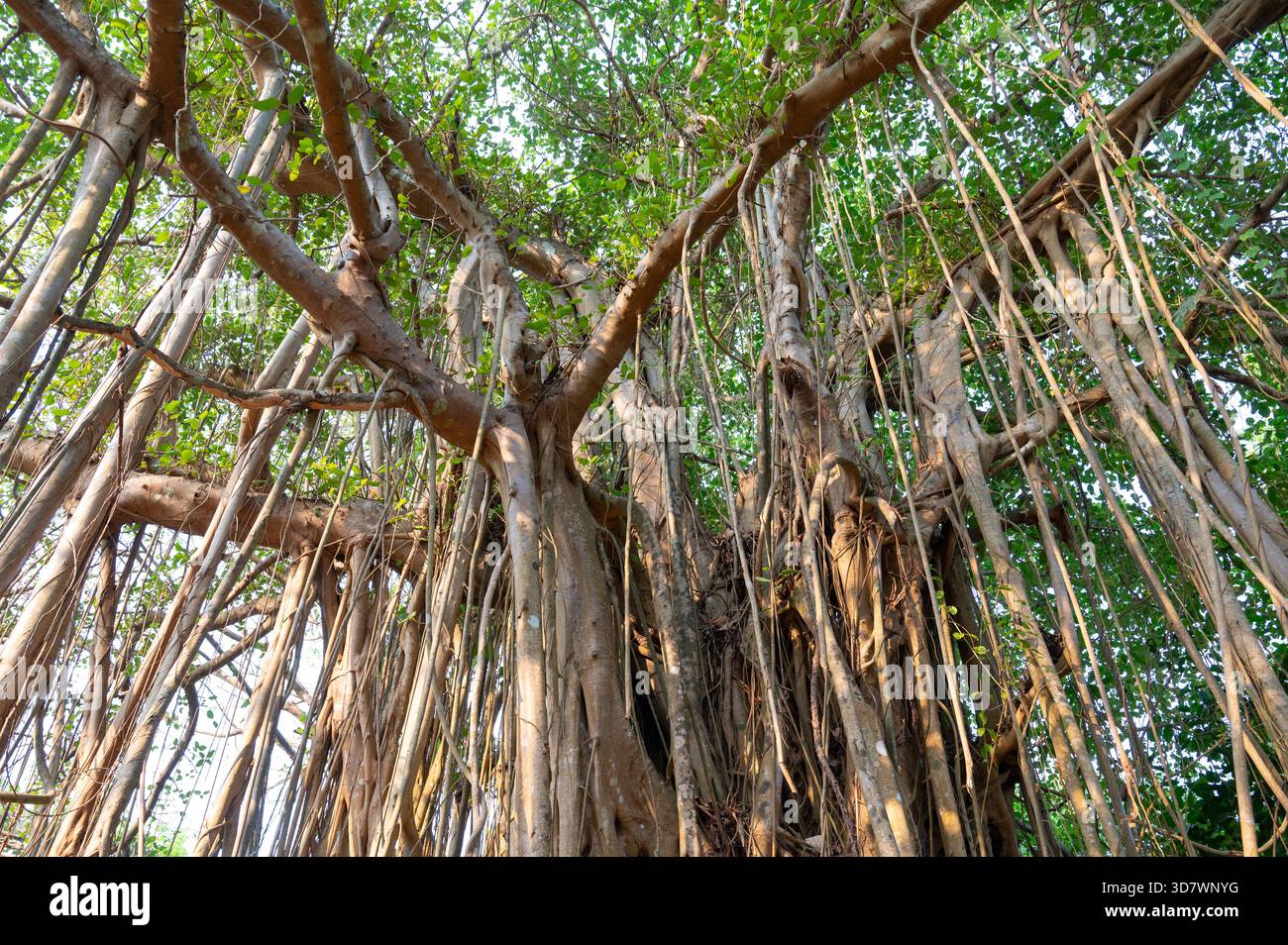 Banyan Fig, Ficus Benghalensis, Mangroves In India, Tropical Evergreen ...
