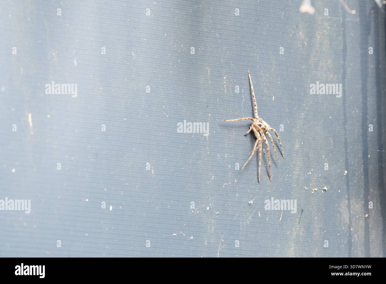 Heteropoda Venatoria Spider Exoskeleton Skin, Giant Crab, Pantropical ...