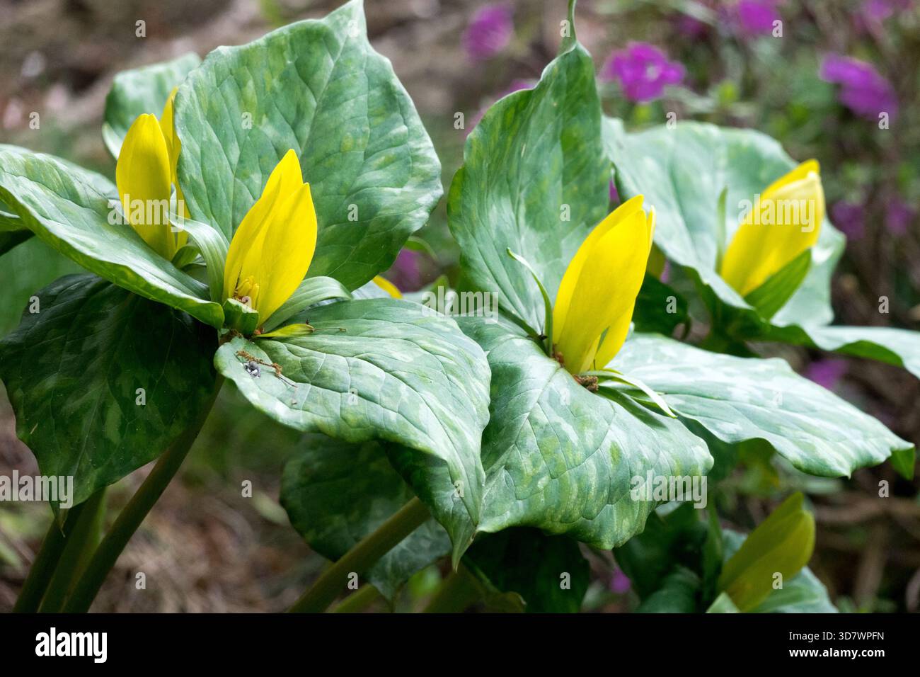 Trillium plant hi-res stock photography and images - Alamy