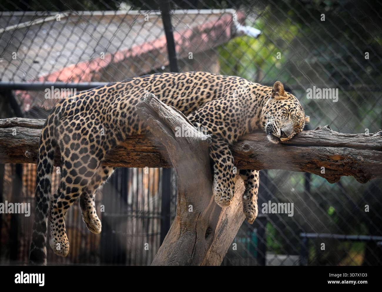 NEW DELHI, INDIA - NOVEMBER 27: A leopard seen resting inside his ...