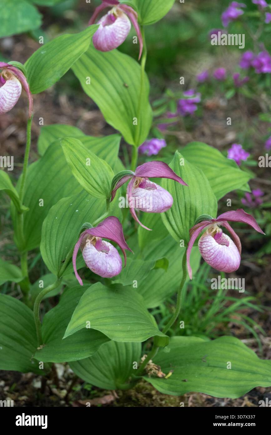 Agnicapitatum hi-res stock photography and images - Alamy