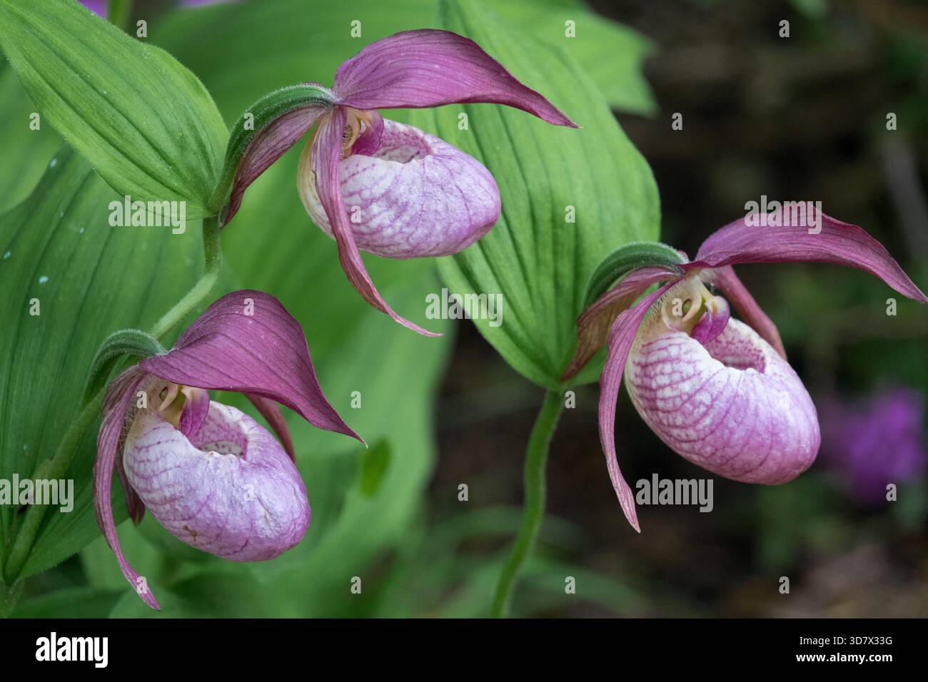 Agnicapitatum hi-res stock photography and images - Alamy