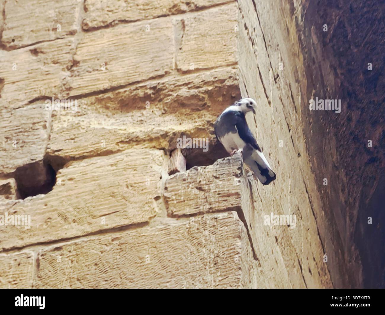 Cairo, Egypt, November 22 2025: A pigeon on Bab Zuweila, Bawabat al ...