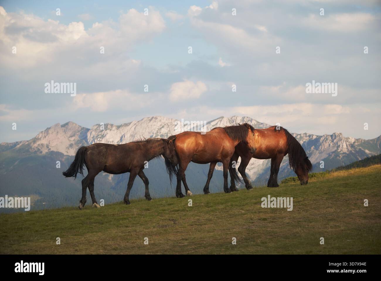 Four horses walk in hi-res stock photography and images - Alamy