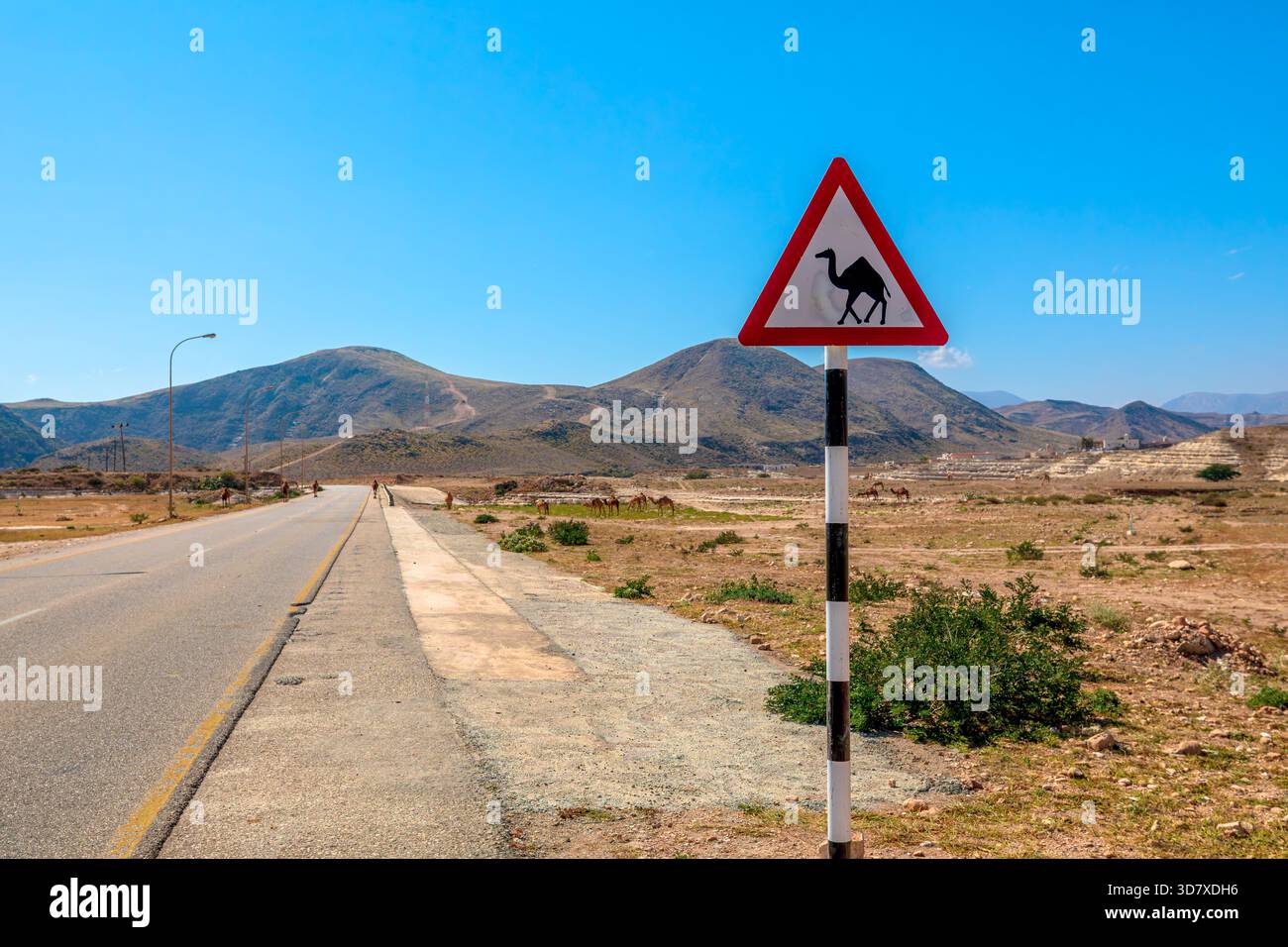 Camel warning sign standing by a paved road with a group of camels ...