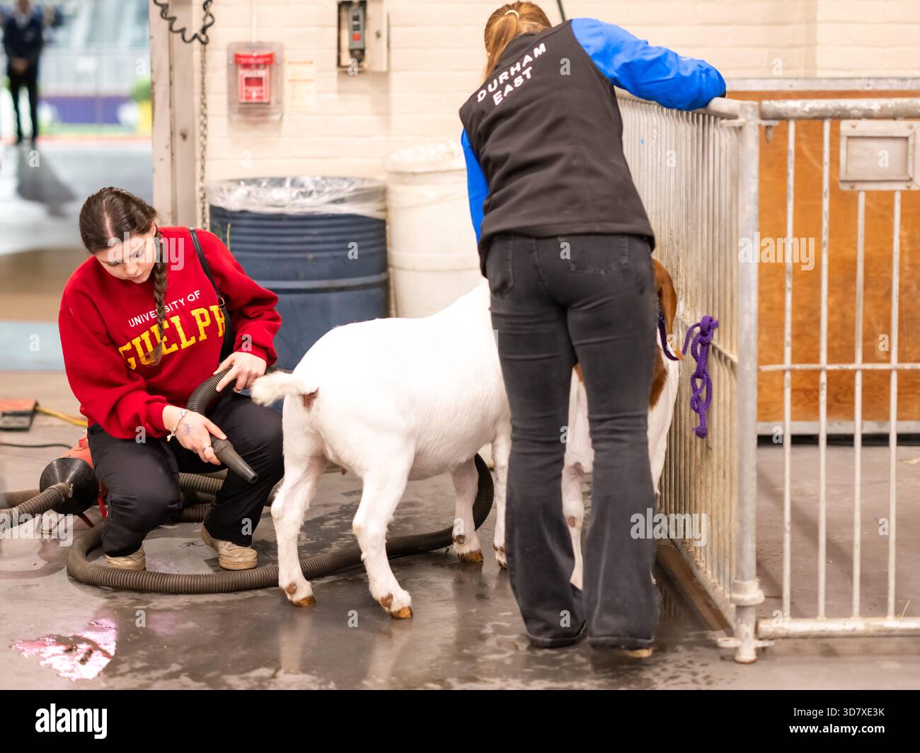 Day One of the 103rd Royal Agricultural Winter Fair, the largest indoor ...