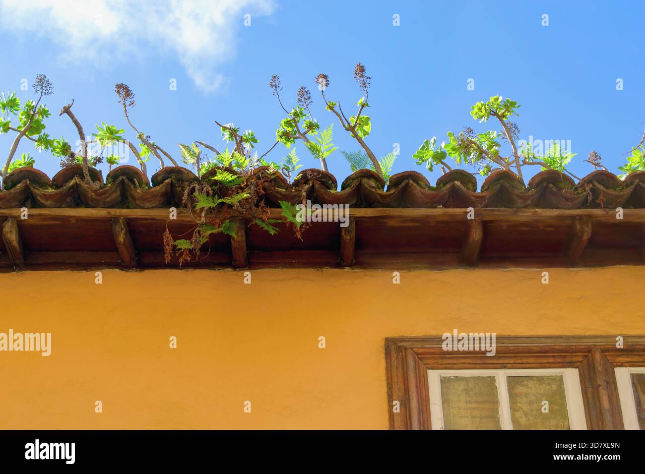 Green roof plants on hi-res stock photography and images - Alamy