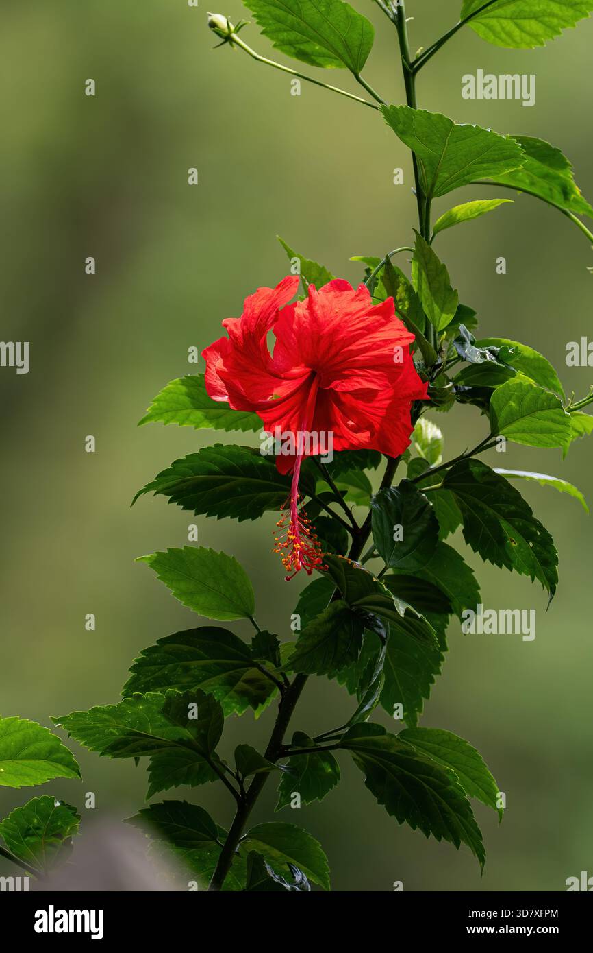 Hibiscus flower in the Botanical garden, Dhaka, Bangladesh Stock Photo ...