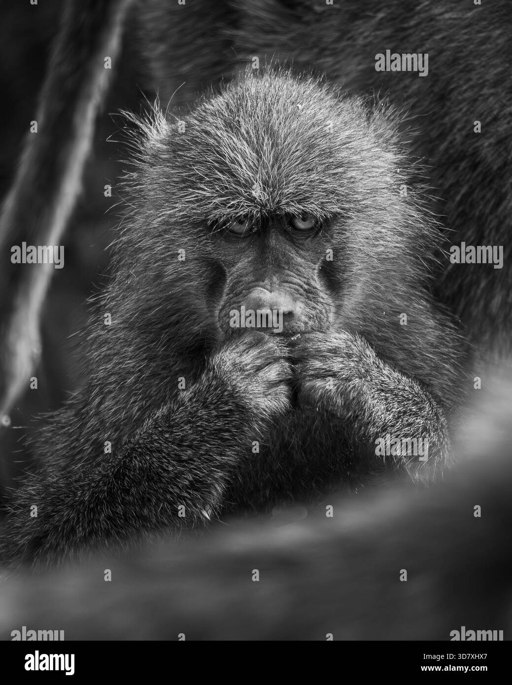 Earthy natural Black and White Stock Photos & Images - Alamy