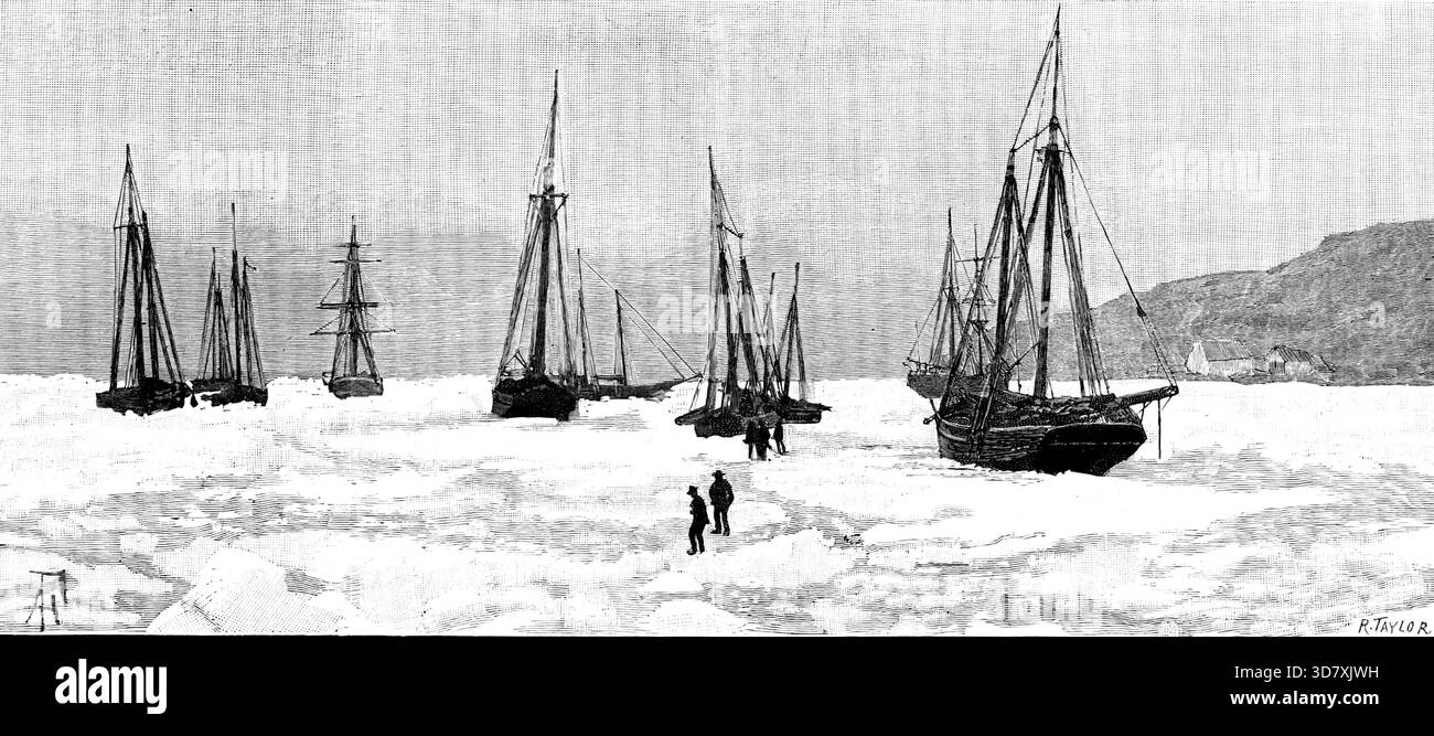 Atlantic cod fish ice Black and White Stock Photos & Images - Alamy