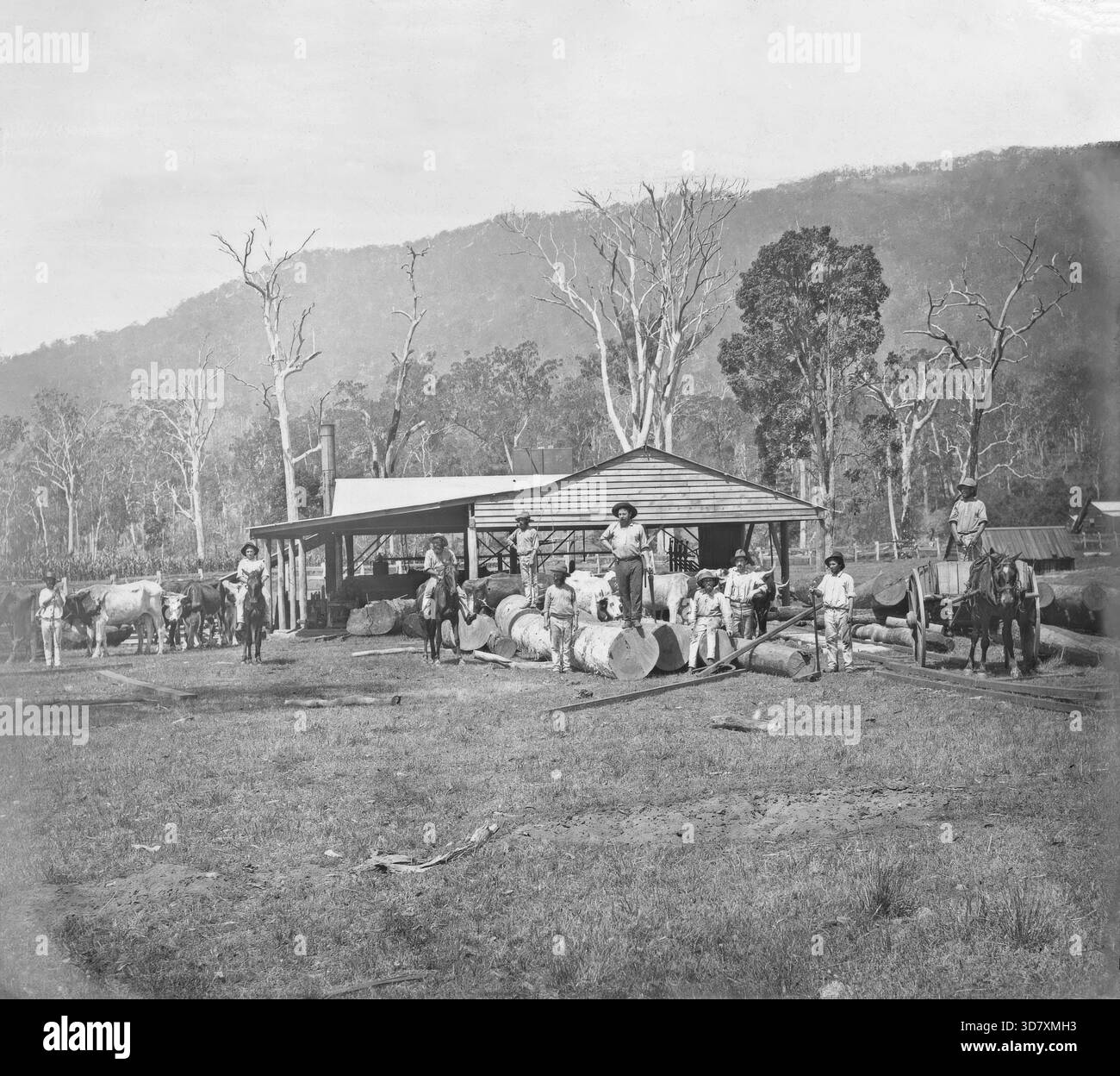Saw mill, possibly Coomera region, Queensland, c1880s Stock Photo - Alamy