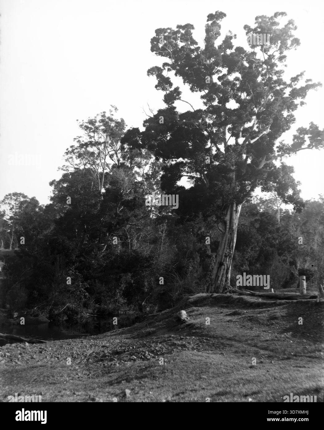 Coomera River - Upper Coomera, c1880s Stock Photo - Alamy
