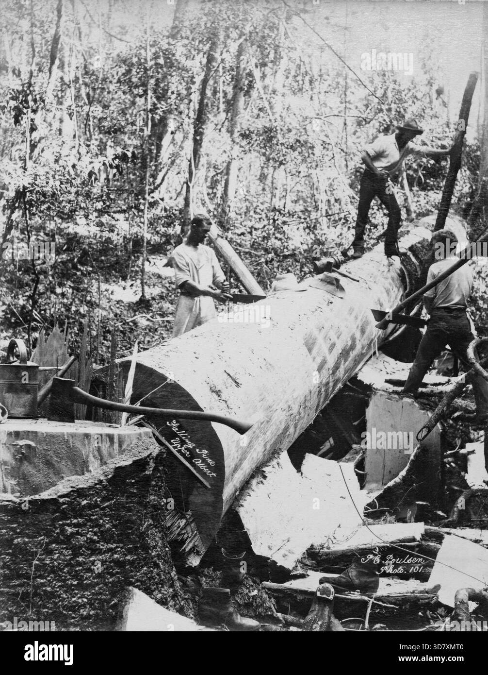 Upper Albert Falling Pine, 1894. Three timber workers in the Upper ...
