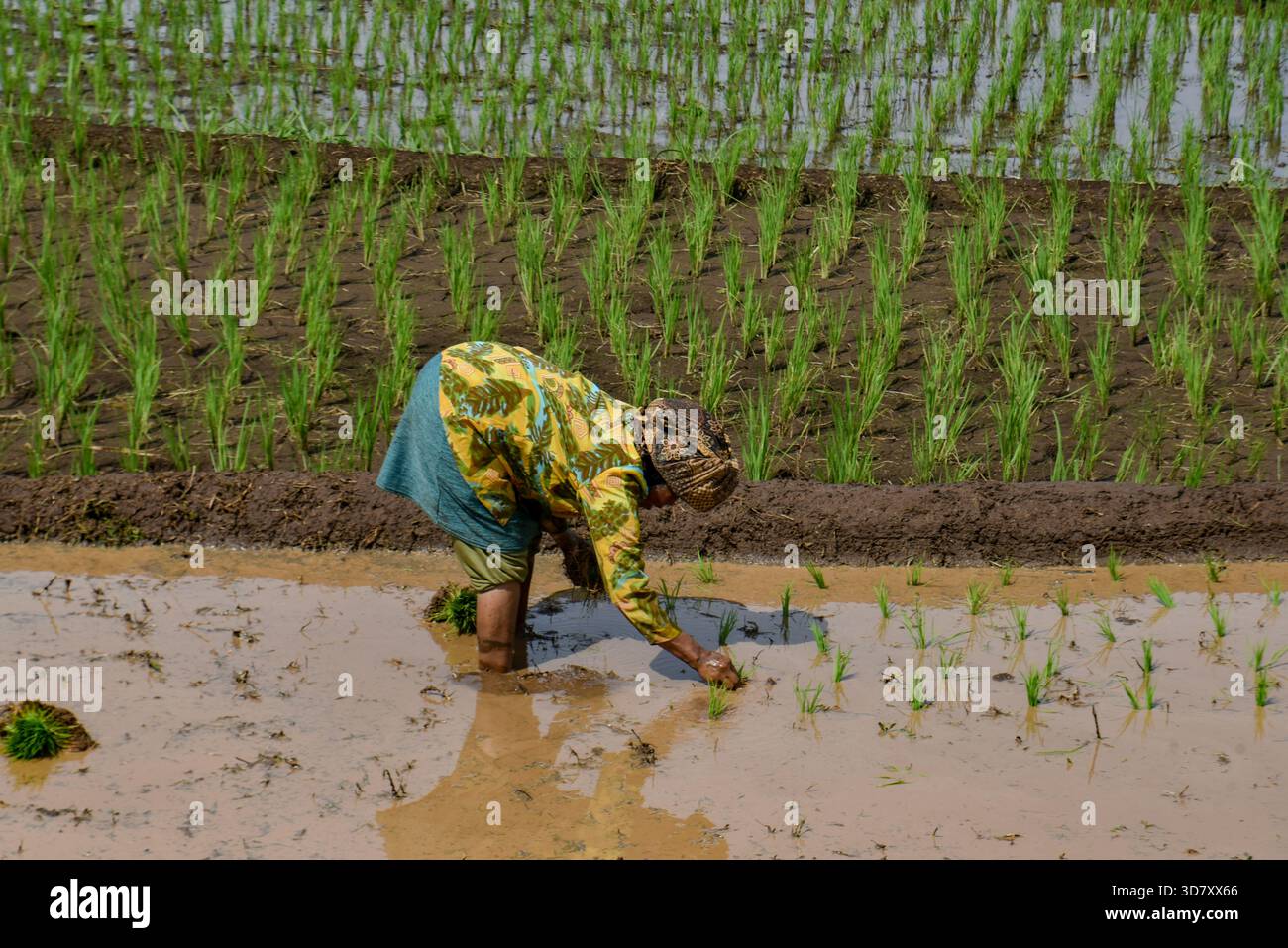 A farmer plant rice in a paddy field as the planting season begins, in ...