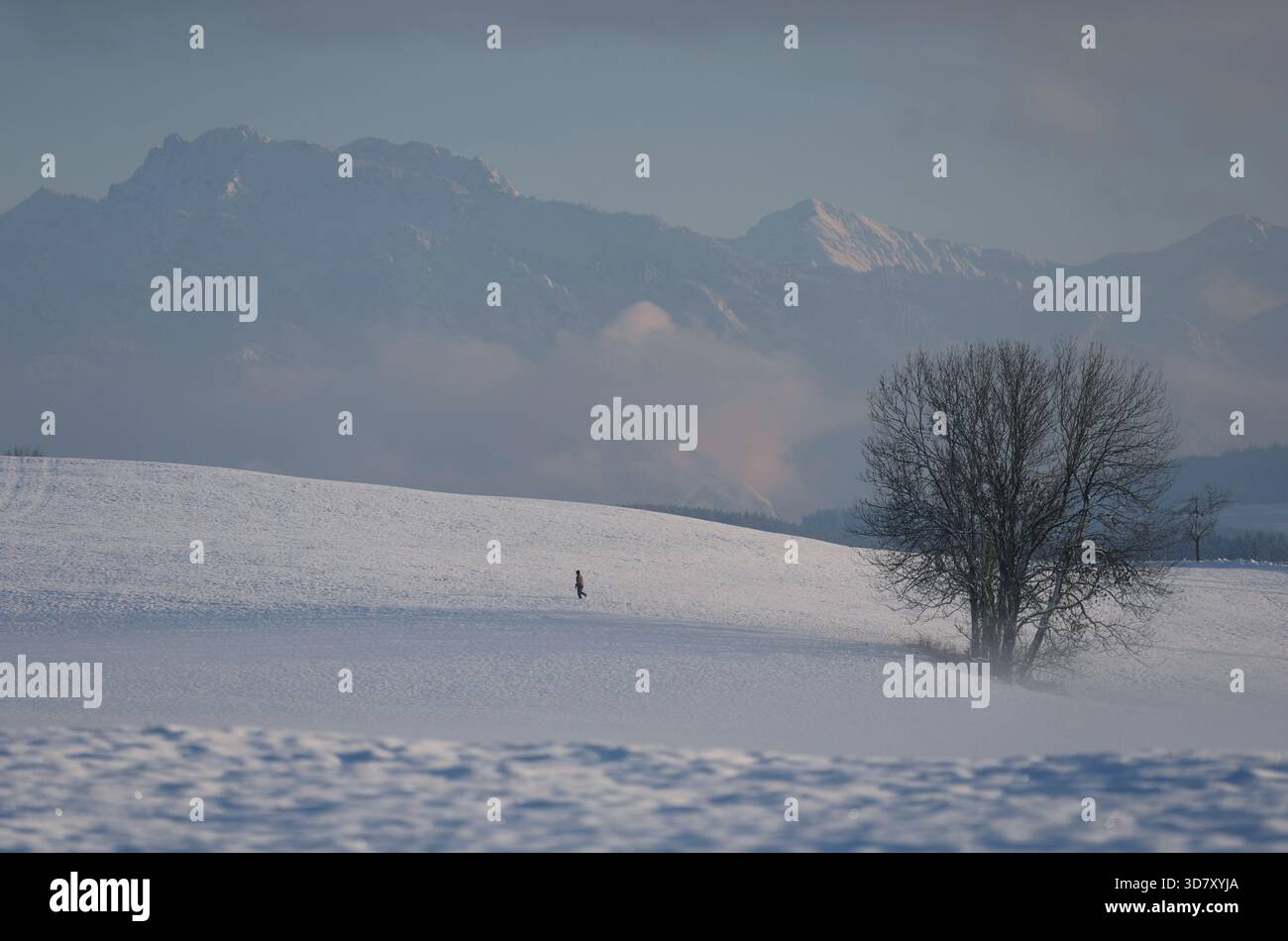 27 November 2025, Marktoberdorf: A walker walks through the wintry landscape against the ...