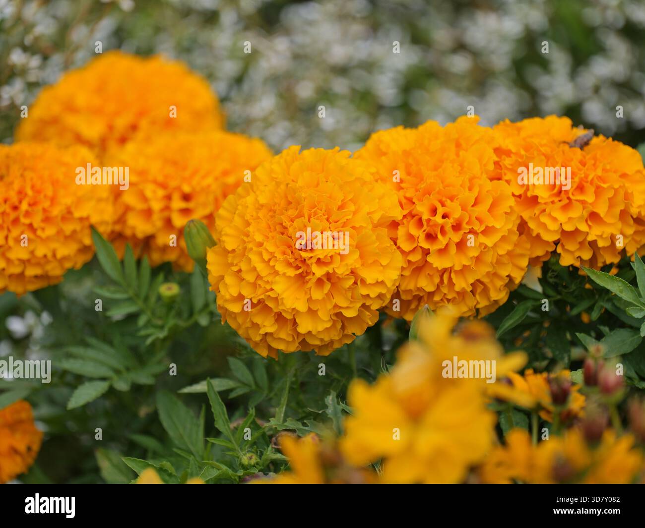 Bright orange, globe-shaped marigold flowers with velvety texture ...