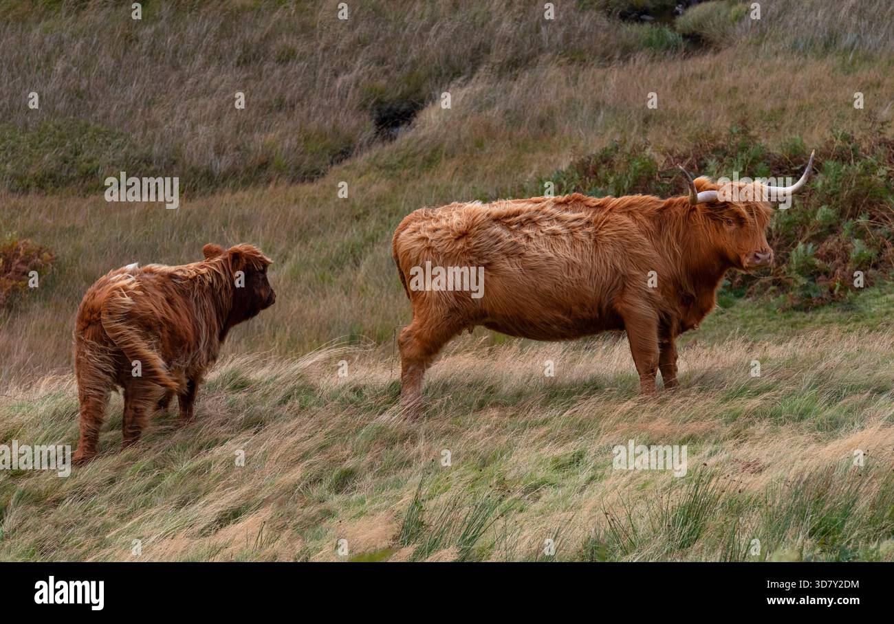 Highland cattle on mull hi-res stock photography and images - Alamy