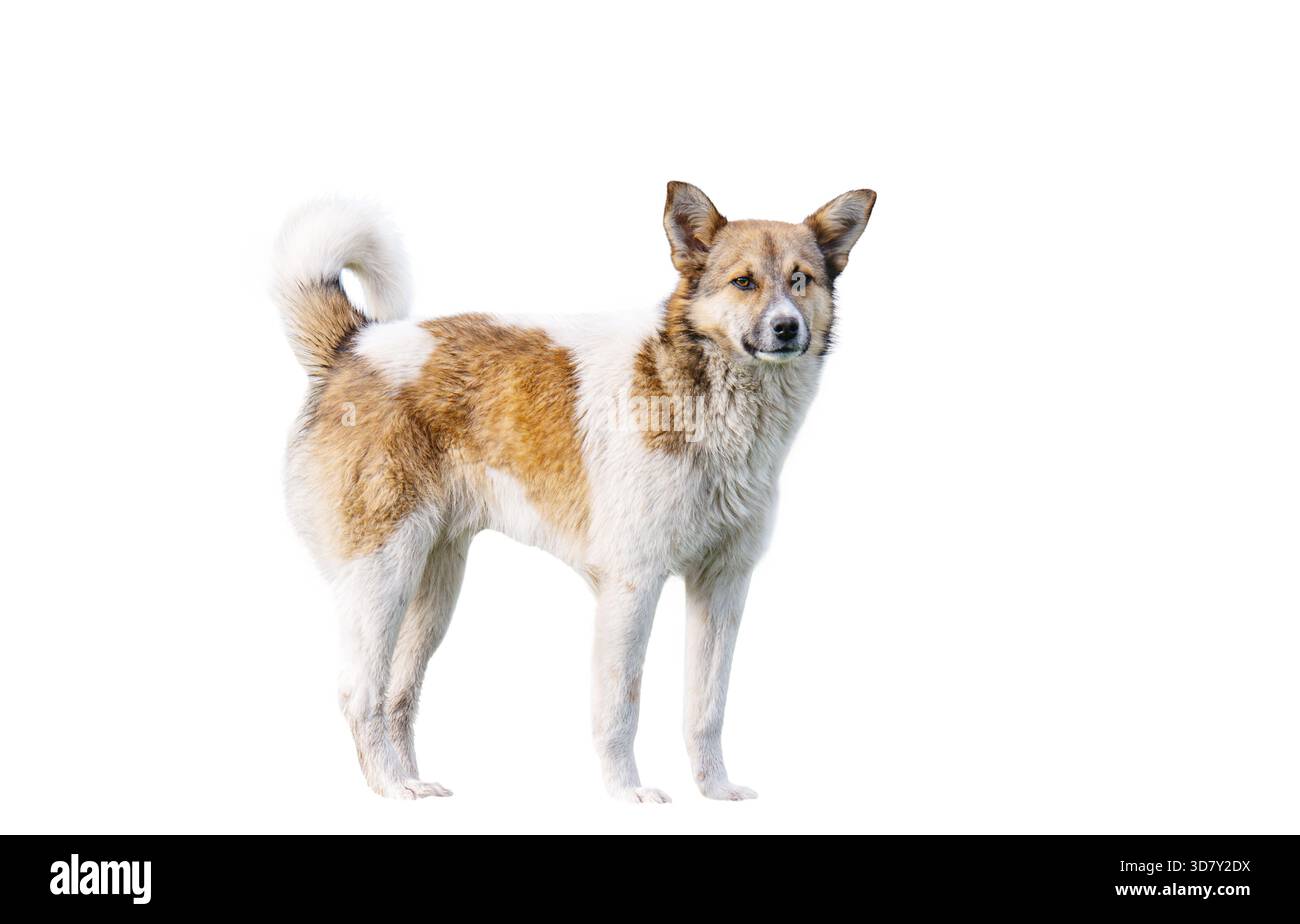 Mixed breed dog studio color background Cut Out Stock Images & Pictures ...