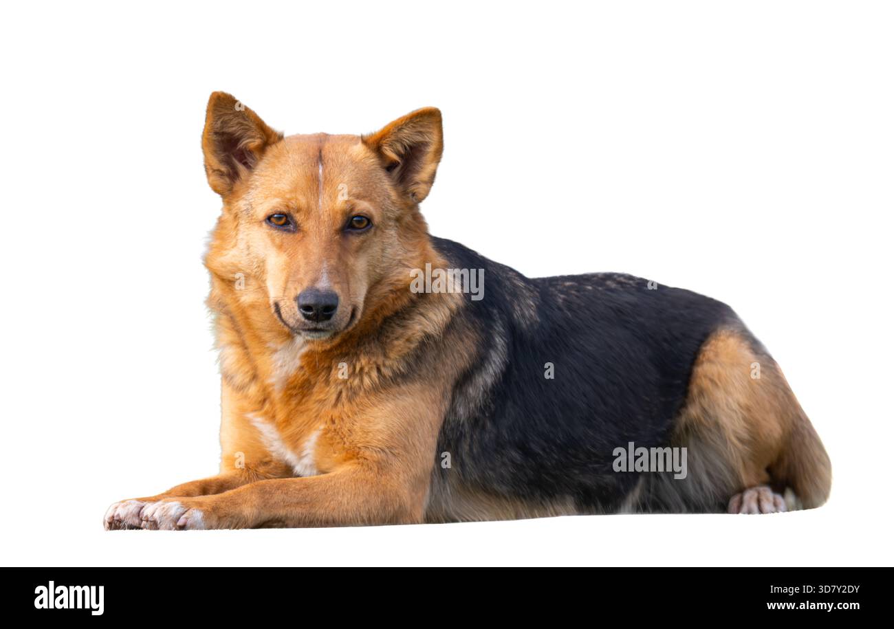 Mixed breed dog studio color background Cut Out Stock Images & Pictures ...